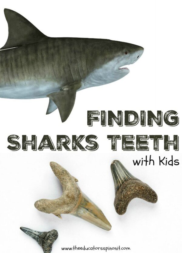 Hunting for sharks teeth with kids