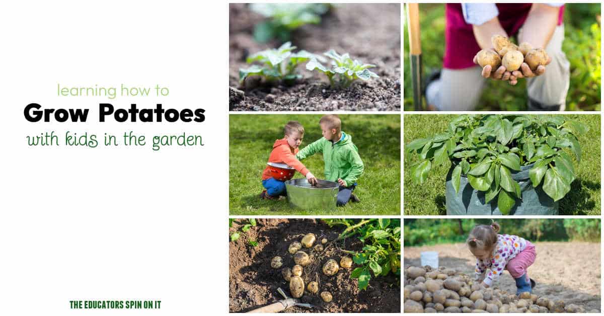 Learn How to Grow Potatoes with Kids: A Backyard Gardening Activity