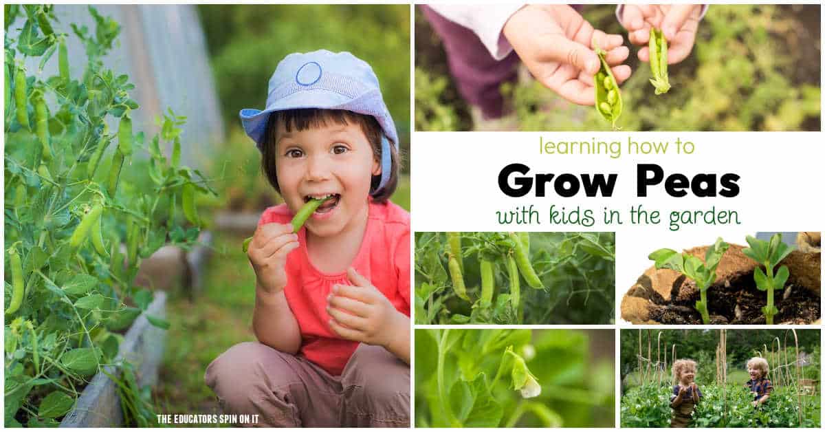 Growing Peas with Kids in the Garden - The Educators' Spin On It