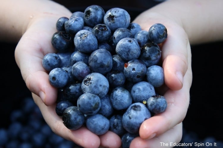 Blueberry Activities, Books, And Recipes - The Educators' Spin On It