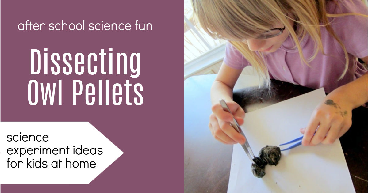 Dissecting Owl Pellets: After School Science Experiment - The Educators ...
