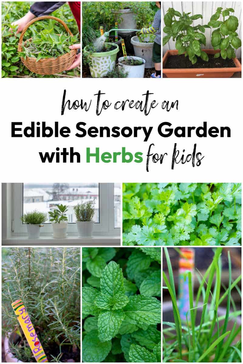 Creating an Edible Sensory Garden for Children with Herbs