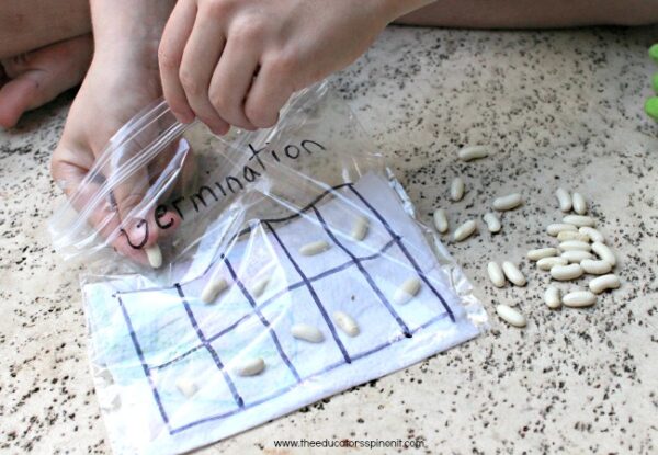 An Easy Germination Science Experiment for Kids to Do