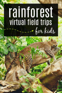 A Virtual Field Trip to the Rainforest with Videos and Songs for Kids