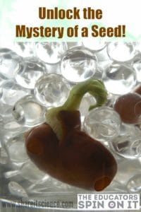 Unlocking the Mysteries of Seed Germination with Kids