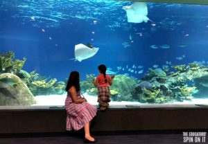 Tips Visiting the OdySea Aquarium in Scottsdale, Arizona