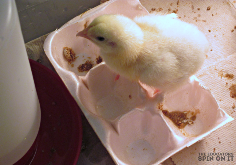 Raising Chicks in the Classroom - The Educators' Spin On It
