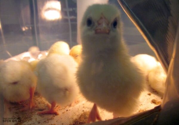 Raising Chicks in the Classroom - The Educators' Spin On It