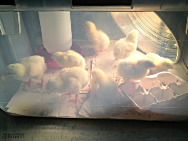 Raising Chicks in the Classroom - The Educators' Spin On It