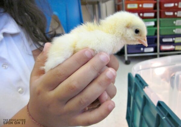 Raising Chicks in the Classroom - The Educators' Spin On It