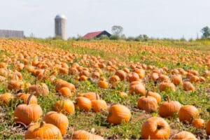 Virtual Pumpkin Patch Field Trips - The Educators' Spin On It