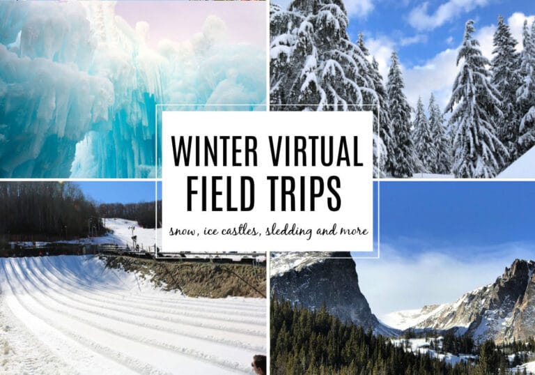 Polar Bear Virtual Field Trips for Kids - The Educators' Spin On It