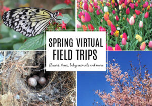 30+ Virtual Field Trips for Kids - The Educators' Spin On It