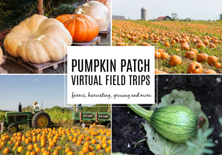Virtual Pumpkin Patch Field Trips - The Educators' Spin On It