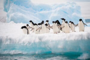 Penguin Virtual Field Trips for Kids - The Educators' Spin On It