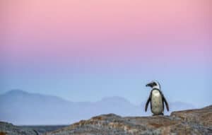 Penguin Virtual Field Trips for Kids - The Educators' Spin On It