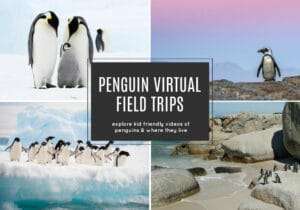 Penguin Virtual Field Trips for Kids - The Educators' Spin On It