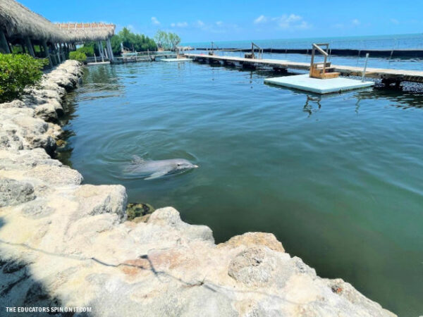 Best Place to See Dolphins in the Keys: Dolphin Research Center - The ...