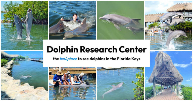 Best Place to See Dolphins in the Keys: Dolphin Research Center - The Educators' Spin On It