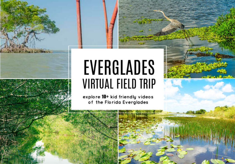 Florida Everglades Virtual Field Trip for Kids - The Educators' Spin On It