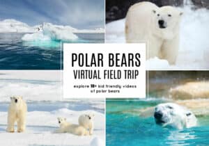 Polar Bear Virtual Field Trips for Kids - The Educators' Spin On It