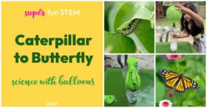 Caterpillar to Butterfly Science Activity with Balloons