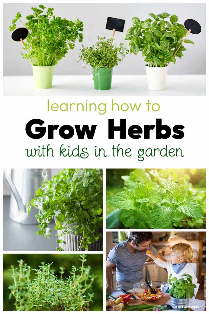 The Best Herbs to Grow with Children - The Educators' Spin On It
