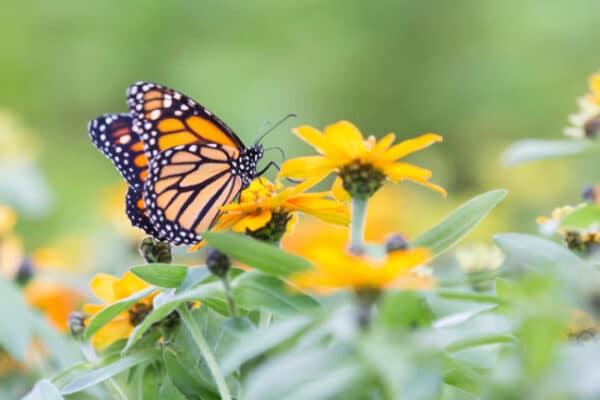 Fluttering Fun: Engaging Butterfly Activities for Kids! - The Educators ...