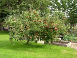 50+ Fun and Educational Apple Activities for School-Aged Kids - The ...