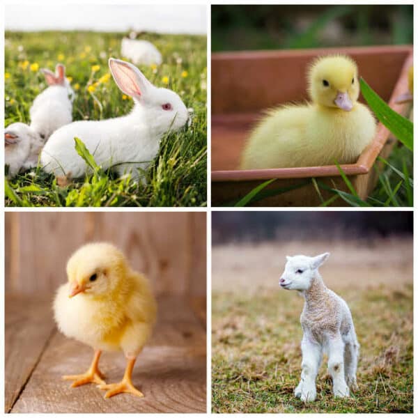 60+ Fun and Educational Spring Activities for Kids to Celebrate the ...