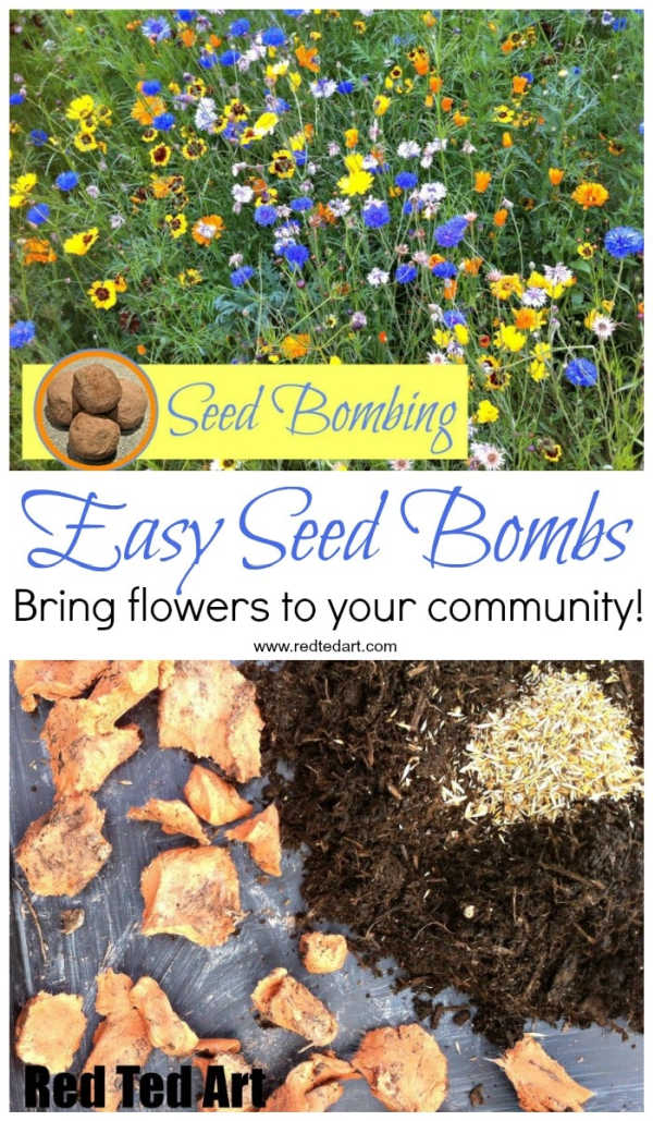 50+ Fun and Educational Seed Activities for Kids - The Educators' Spin ...