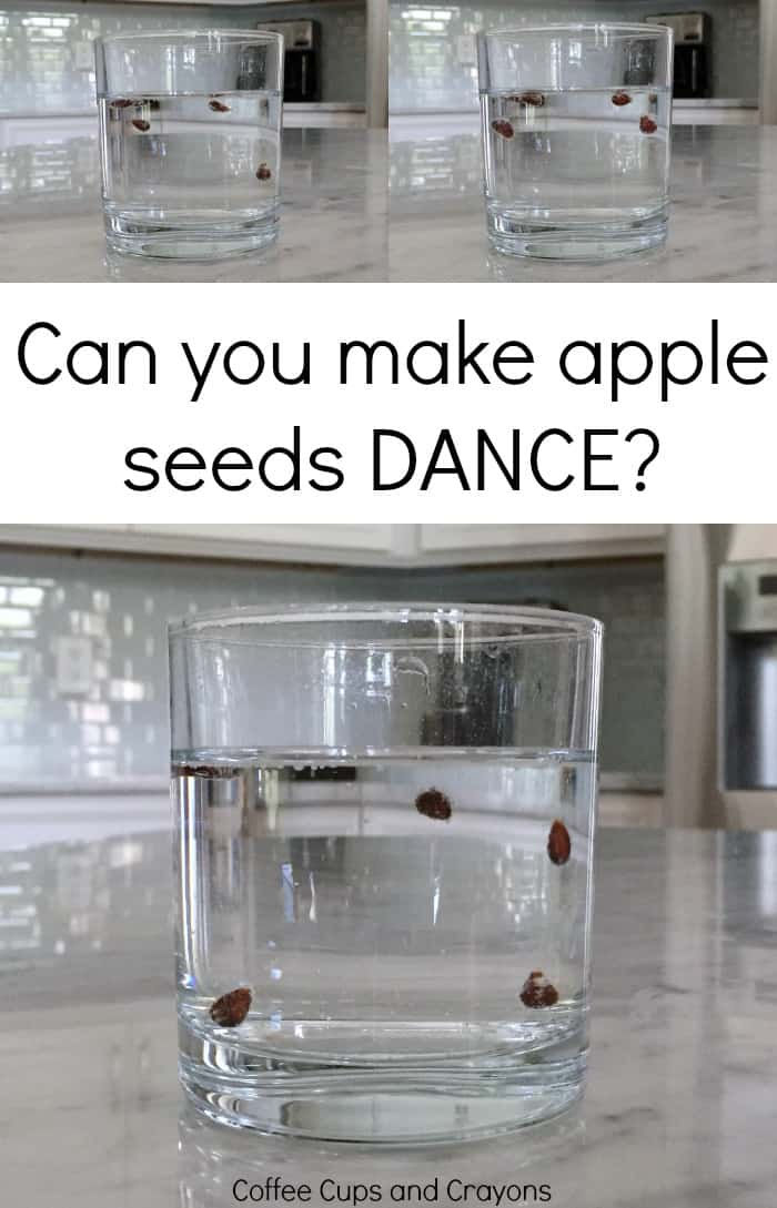 50+ Fun and Educational Seed Activities for Kids - The Educators' Spin ...