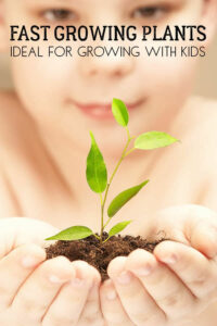 50+ Fun and Educational Seed Activities for Kids - The Educators' Spin ...