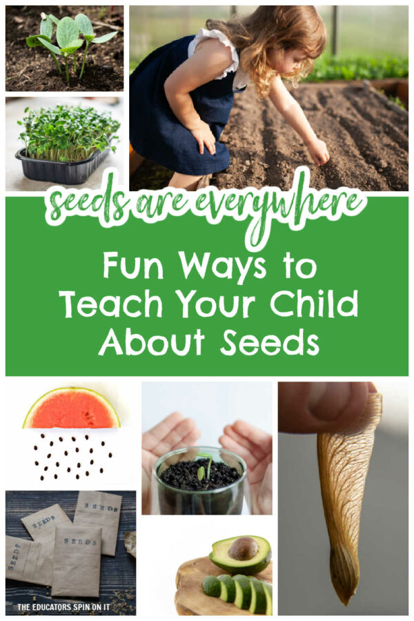 Seeds Are Everywhere: Fun Ways to Teach Your Child About Seeds - The ...