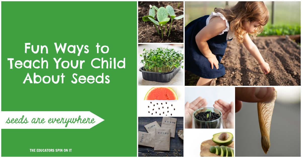 Seeds Are Everywhere: Fun Ways to Teach Your Child About Seeds - The ...