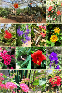 Butterfly Wonderland in Scottsdale: Step Into the Largest Butterfly ...