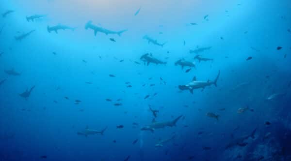 Shark Virtual Field Trips for Kids - The Educators' Spin On It