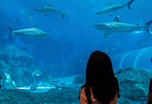 Shark Virtual Field Trips for Kids - The Educators' Spin On It