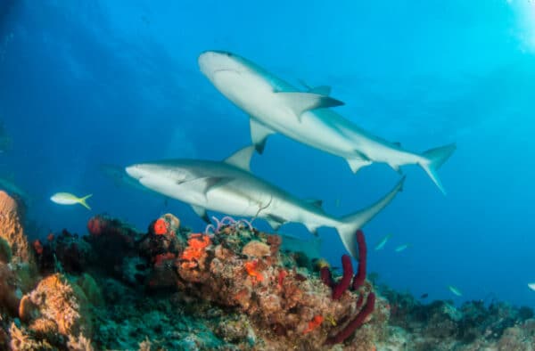 Shark Virtual Field Trips for Kids - The Educators' Spin On It