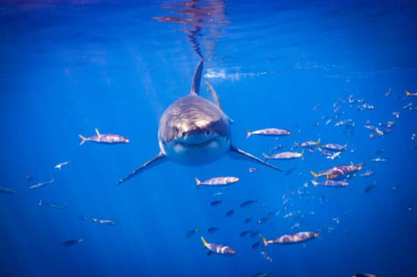 Shark Virtual Field Trips for Kids - The Educators' Spin On It