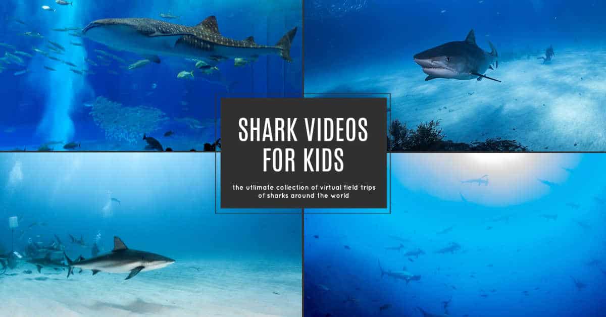 Shark Virtual Field Trips for Kids - The Educators' Spin On It